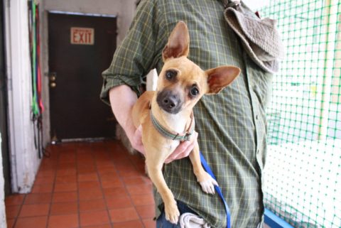Halfway Home Kennel - Lange Foundation